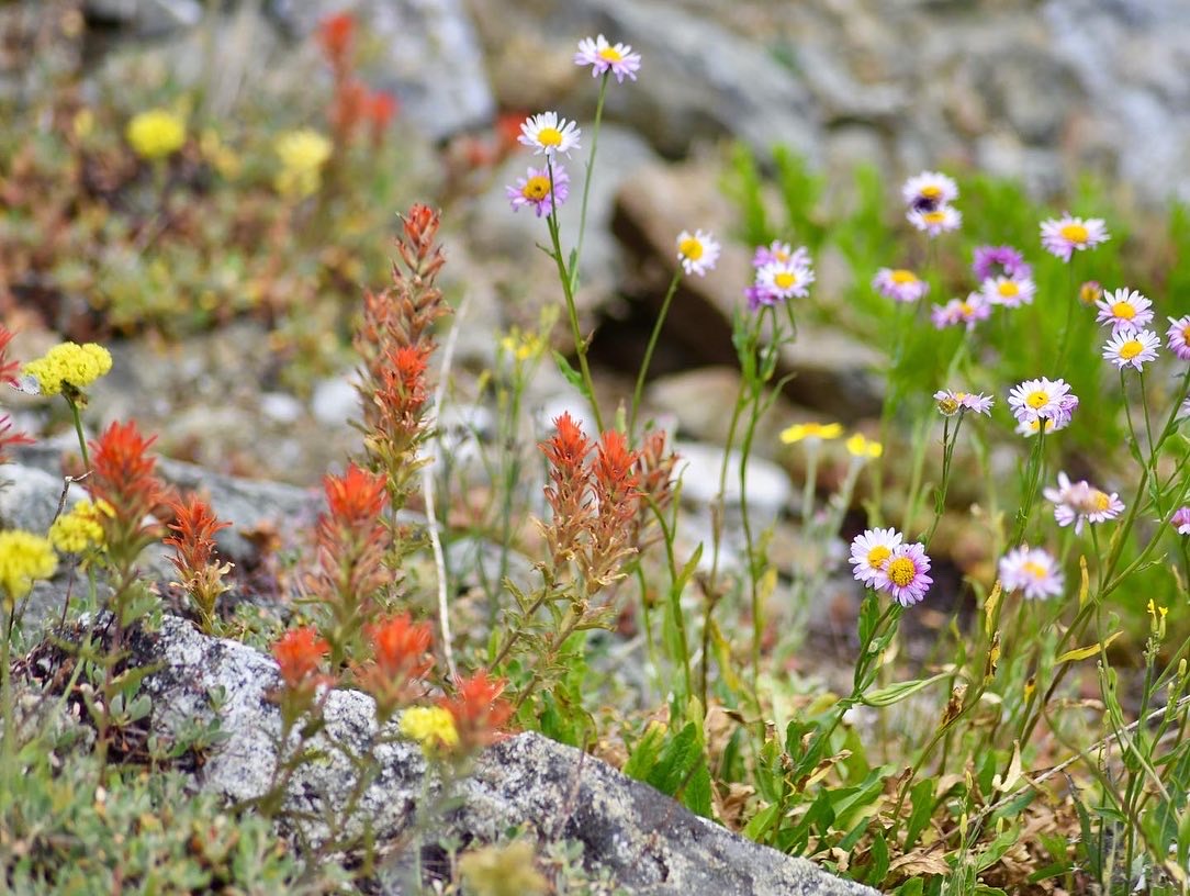 Wildflower Trails For Every Kind of Adventurer - VisitGrantsPass
